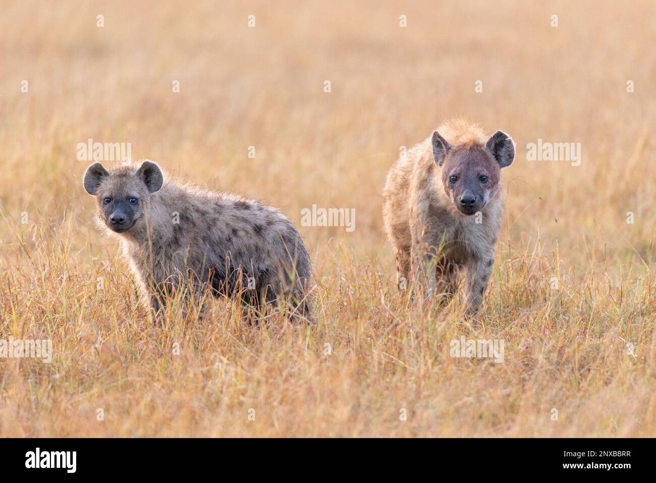Hyenas hunting hi-res stock photography and images - Alamy