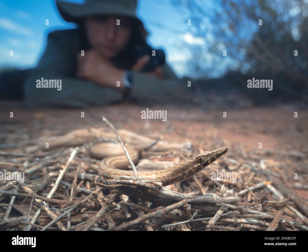 Man lying on ground looking at a Wild burtons legless lizard (Lialis ...