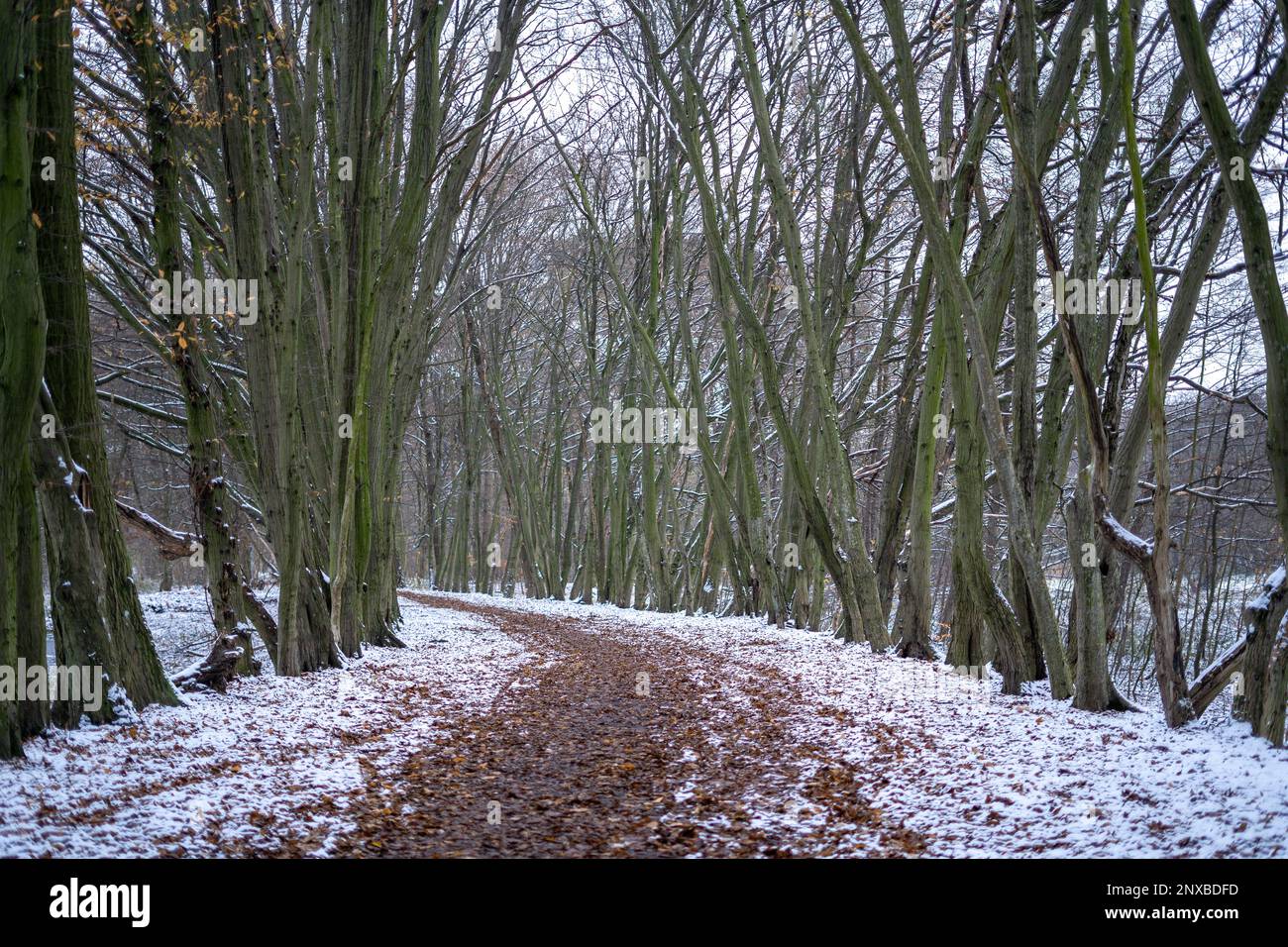 celebration with the snowfall of winter, playing music in the jungle ...