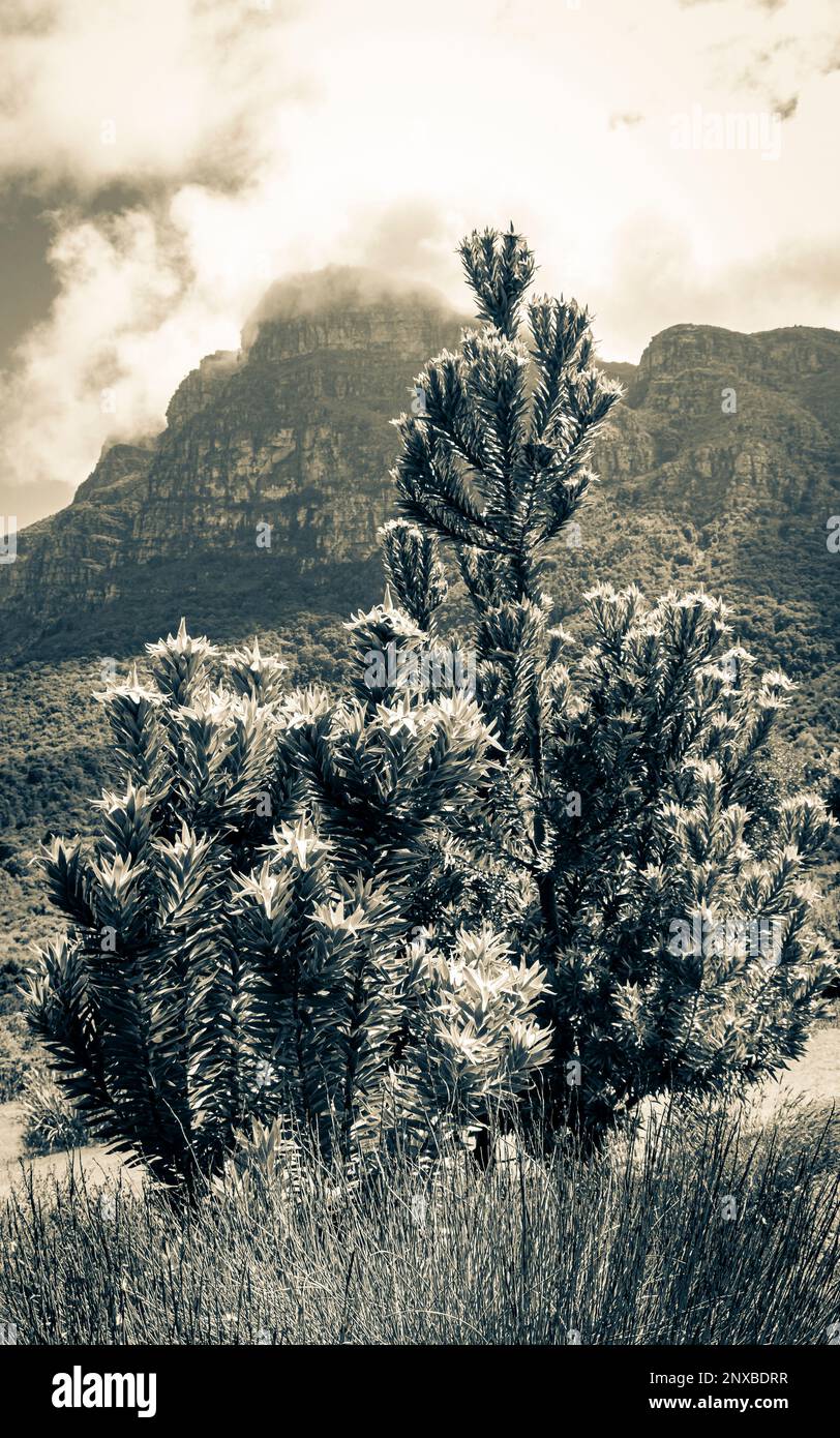 Silver tree Leucadendron argenteum in Kirstenbosch National Botanical ...