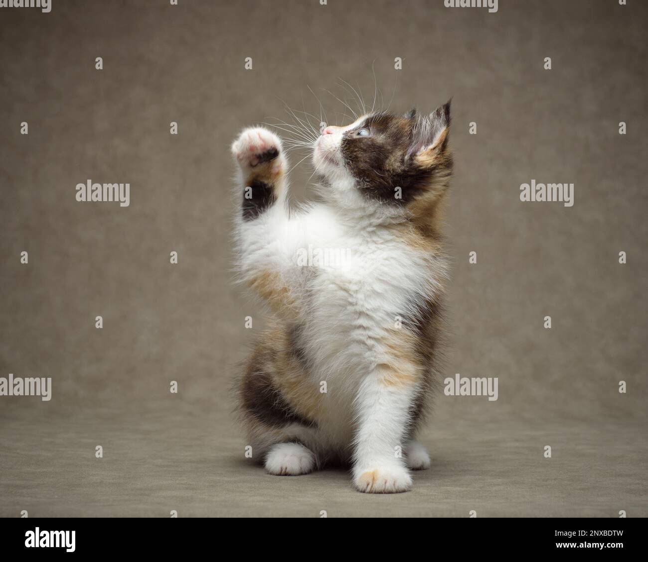 Fluffy tabby kitten sitting with it's paw in the air Stock Photo - Alamy