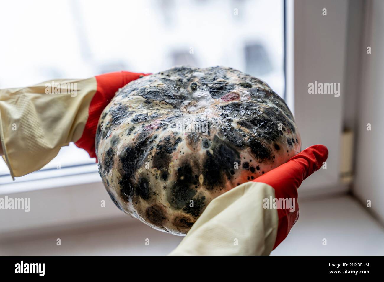 hands wearing rubber gloves hold a spoiled moldy pumpkin Stock Photo ...
