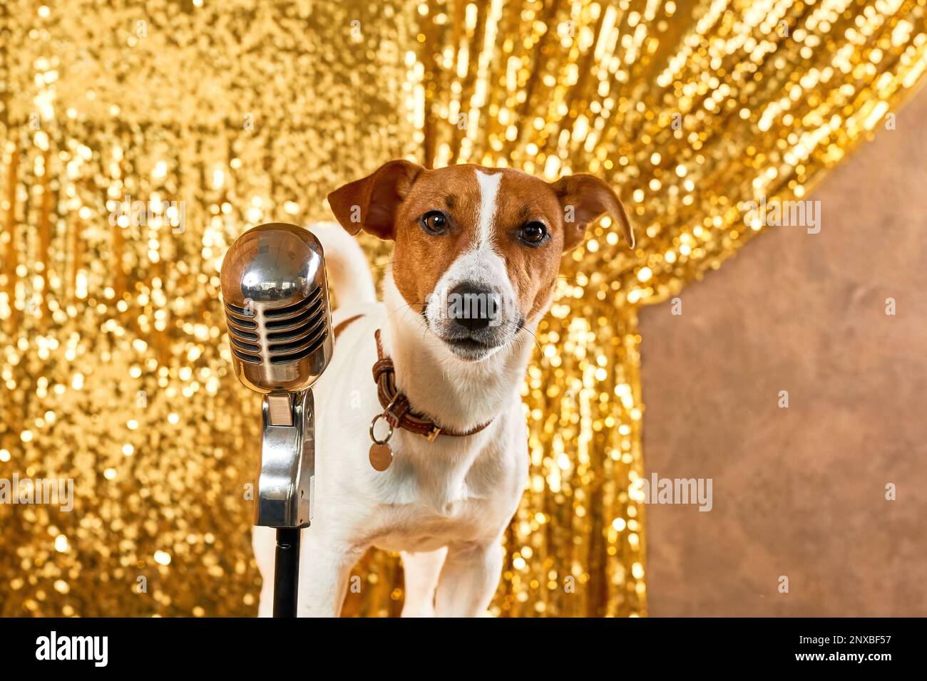 Dog with microphone hi-res stock photography and images - Alamy