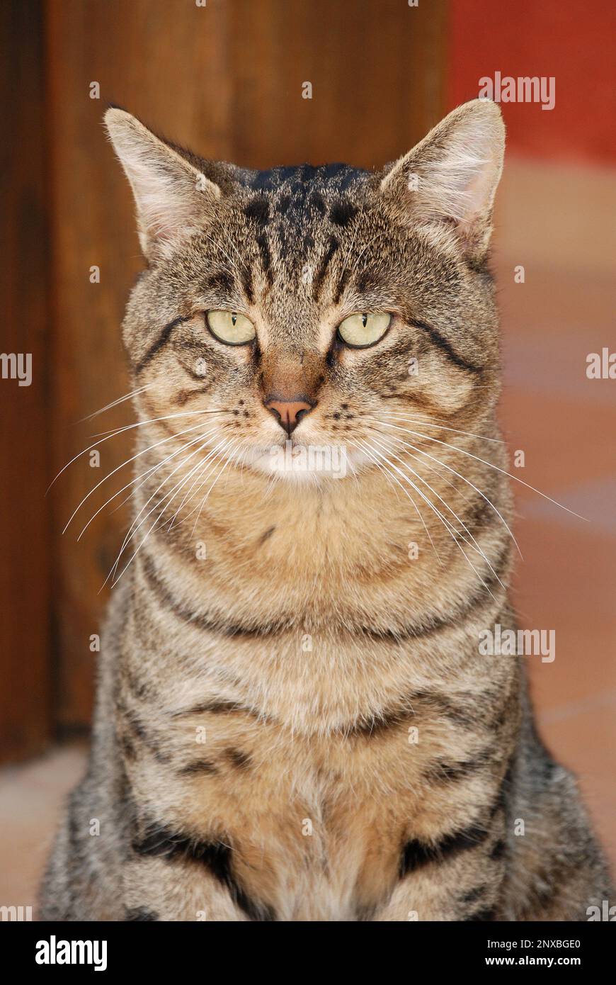 Tabby cat sitting outdoors from the front Stock Photo - Alamy