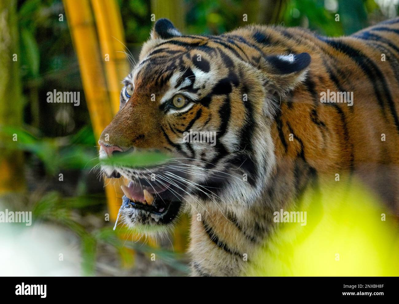 Naples, United States. 28th Feb, 2023. 2/28/23 Naples, Florida Malayan ...