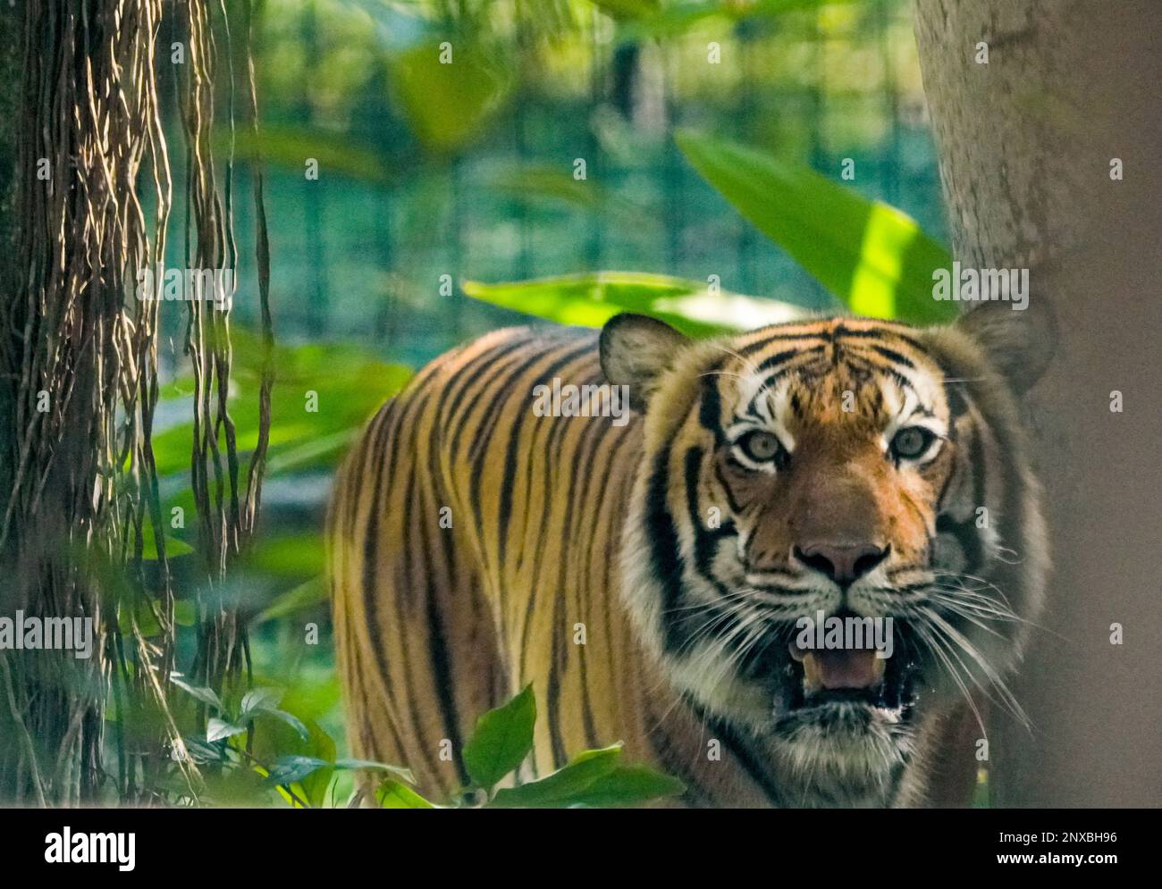 Naples, United States. 28th Feb, 2023. 2/28/23 Naples, Florida Malayan ...
