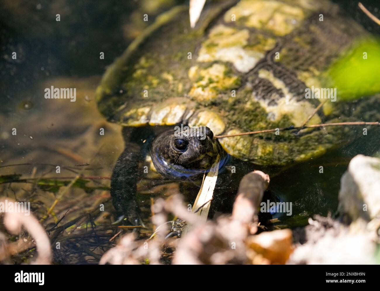 African box turtle hi-res stock photography and images - Alamy