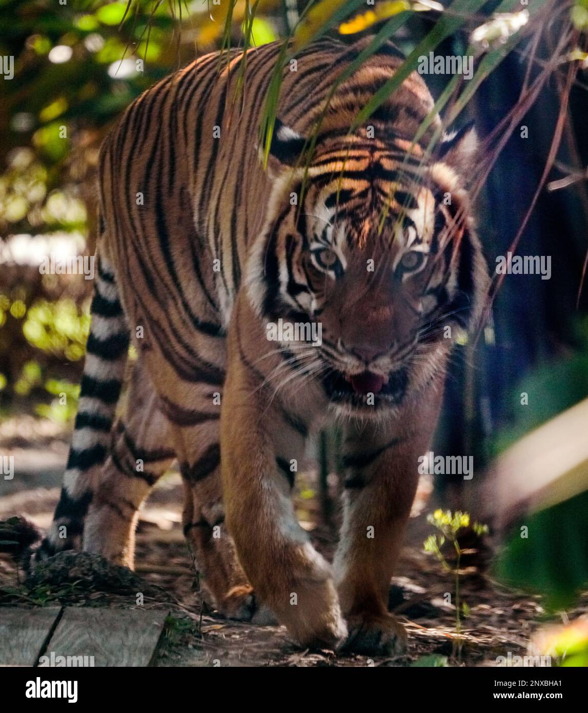 Naples, United States. 28th Feb, 2023. 2/28/23 Naples, Florida Malayan ...