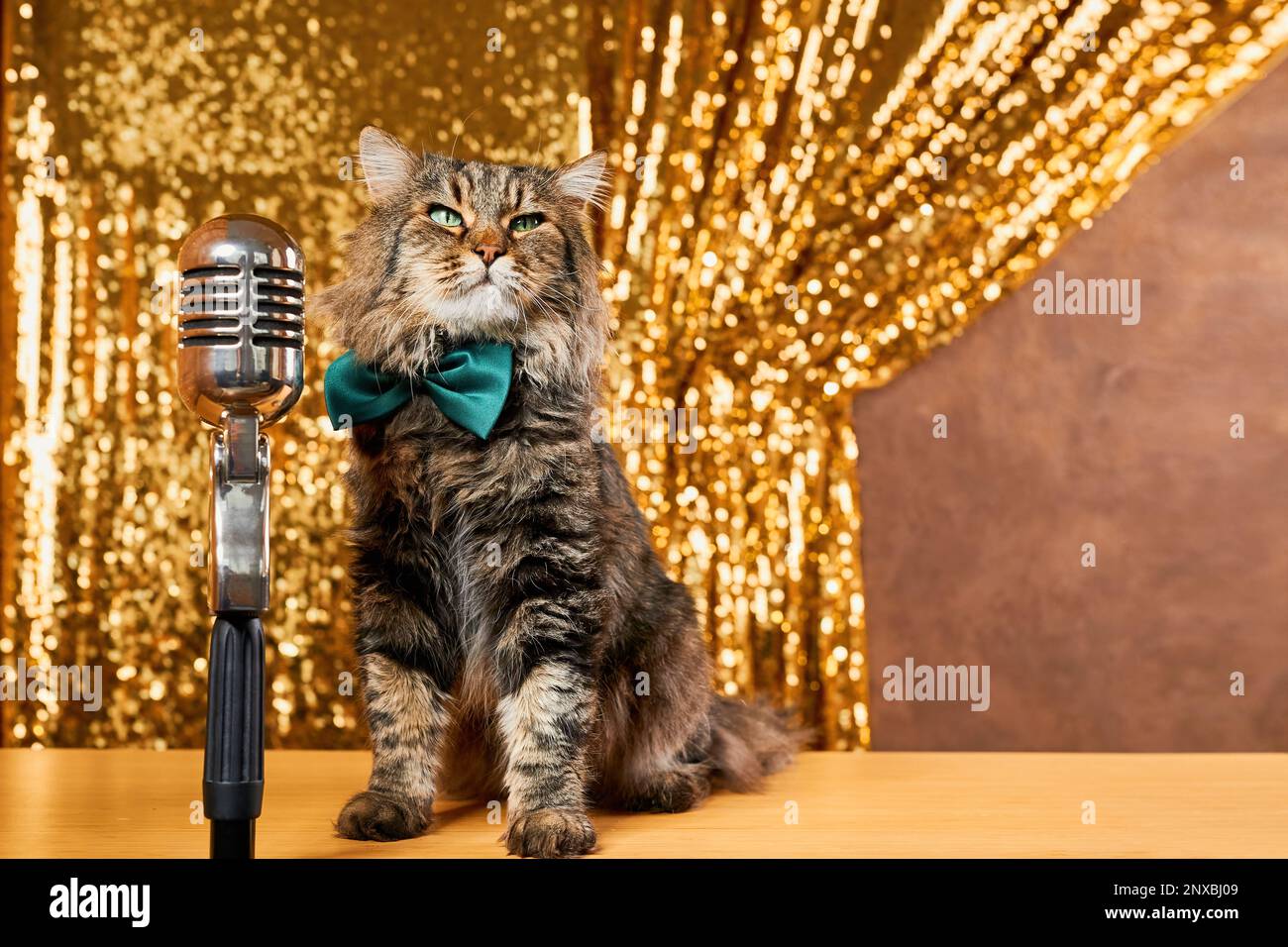Domestic cat music sing hi-res stock photography and images - Alamy