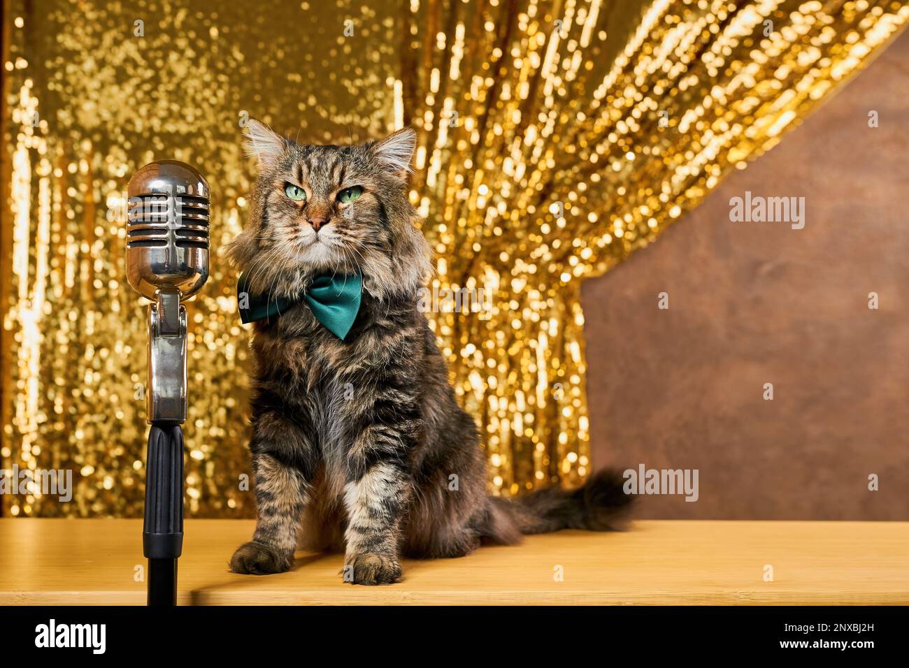 Charming curious cat as it leans in to inspect a vintage microphone ...