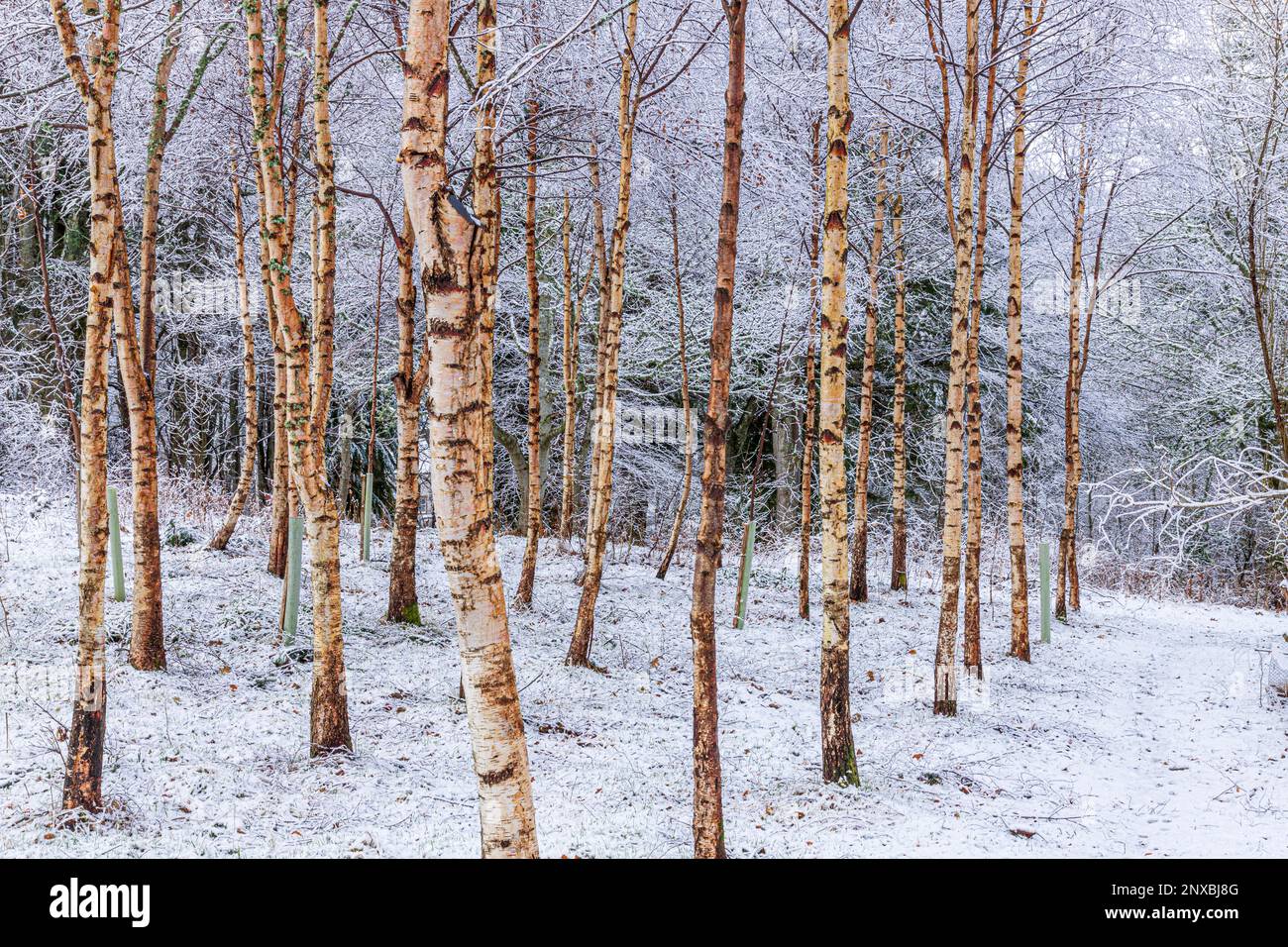 Snow on a silver birch plantation in the woodlands of Blairmore House ...