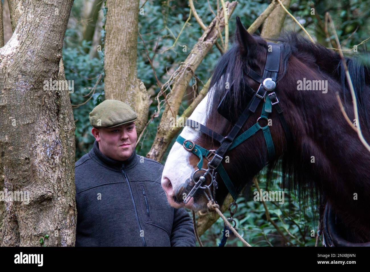 London, UK. 1st Mar, 2021. Shire Horse helps clear Chiswick's ...