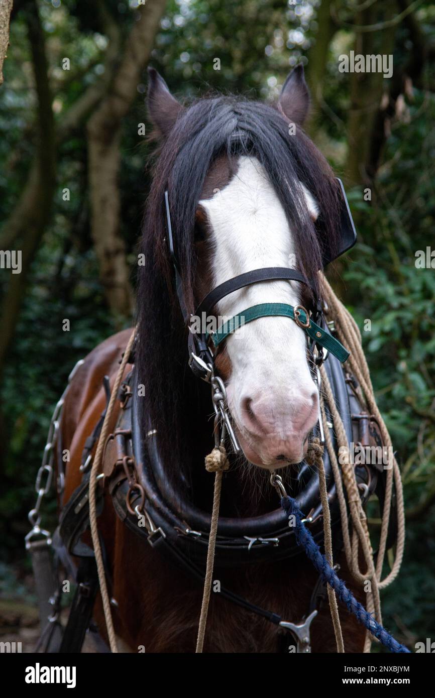 London, UK. 1st Mar, 2021. Shire Horse helps clear Chiswick's ...