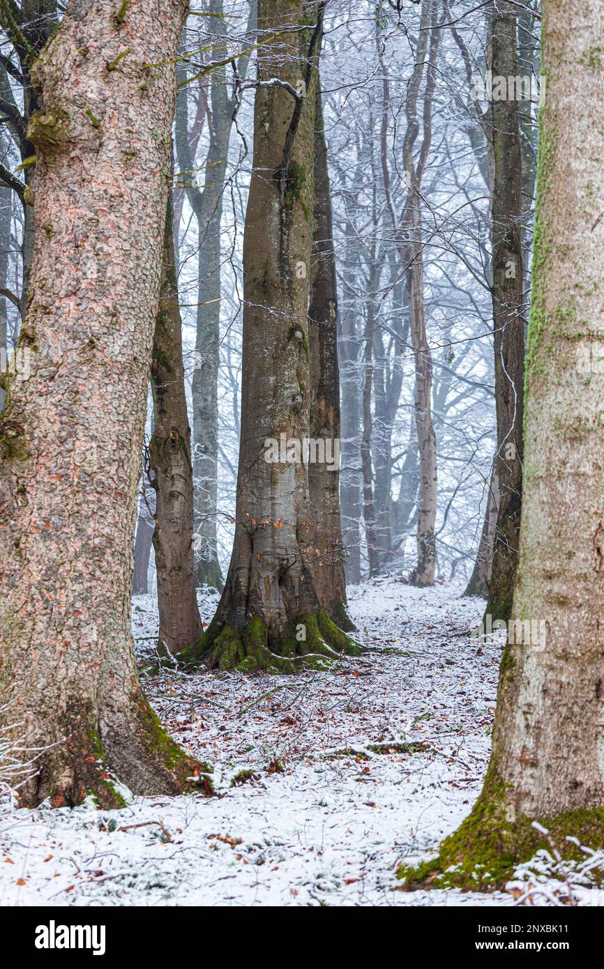 Snow in the woodlands of Blairmore House near Huntly, Aberdeenshire ...