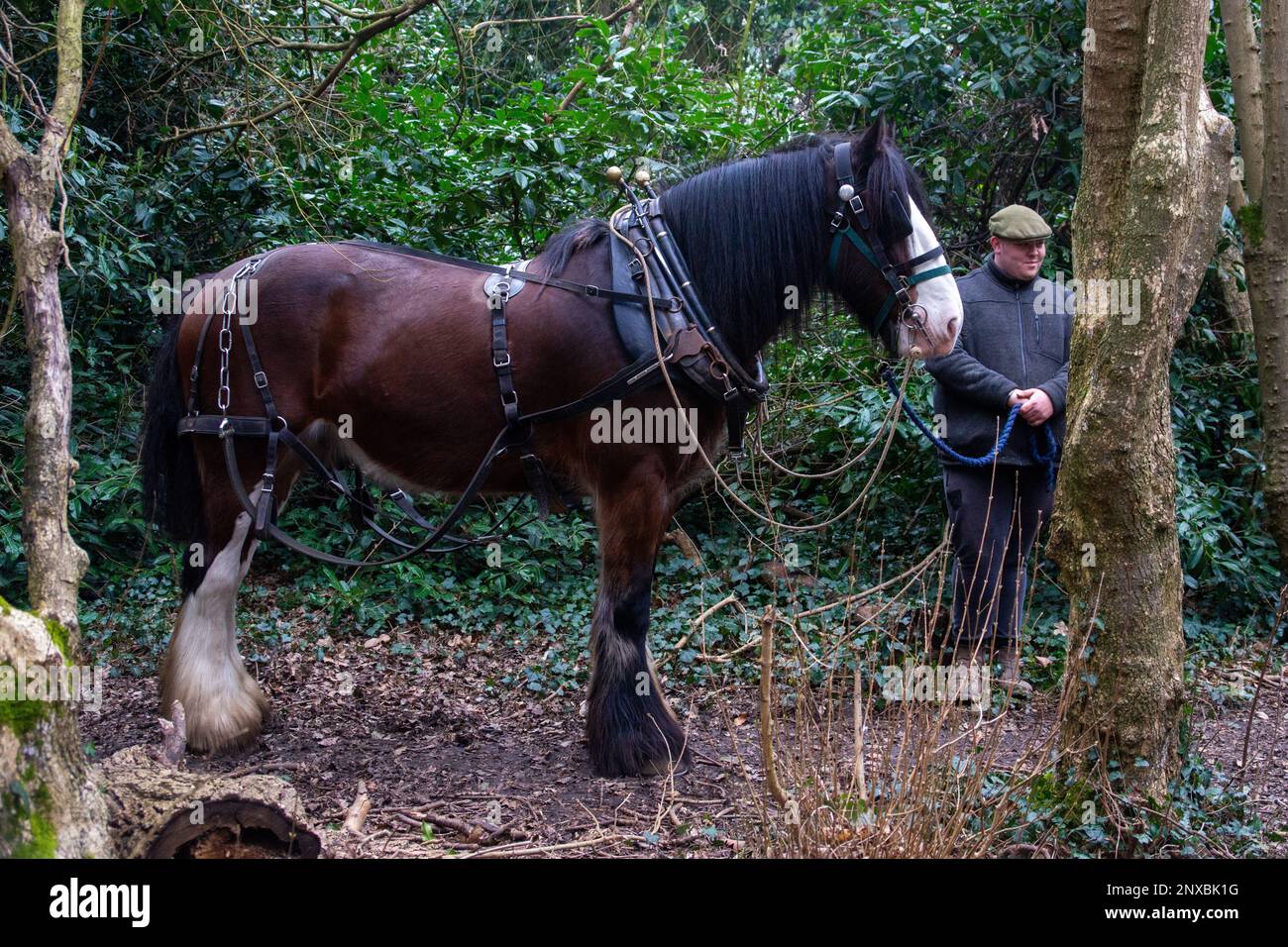 London, UK. 1st Mar, 2021. Shire Horse helps clear Chiswick's ...