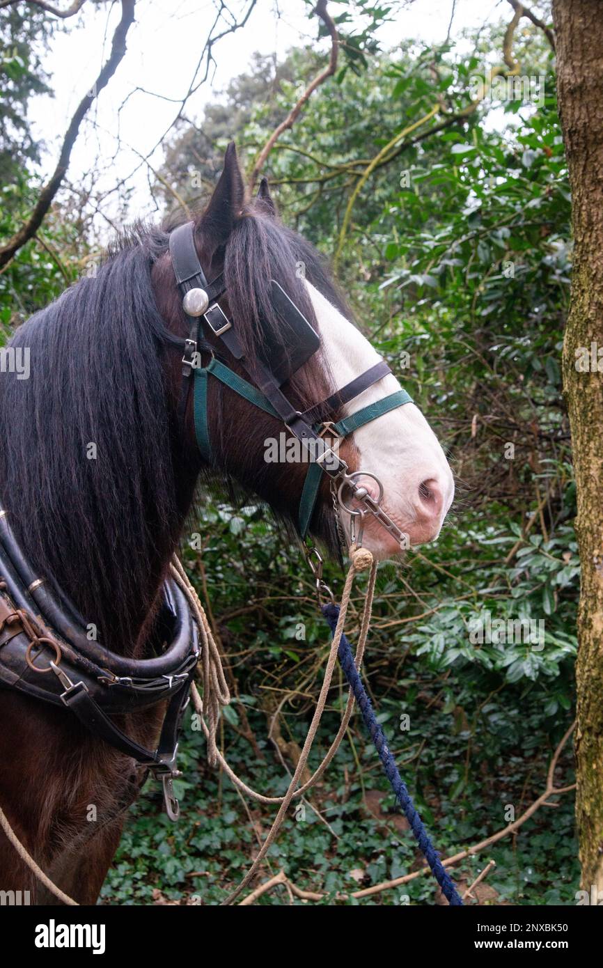 London, UK. 1st Mar, 2021. Shire Horse helps clear Chiswick's ...