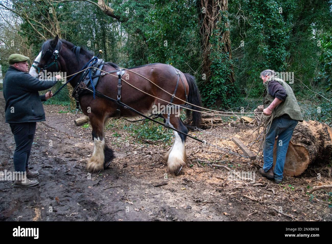 William the shire horse hi-res stock photography and images - Alamy