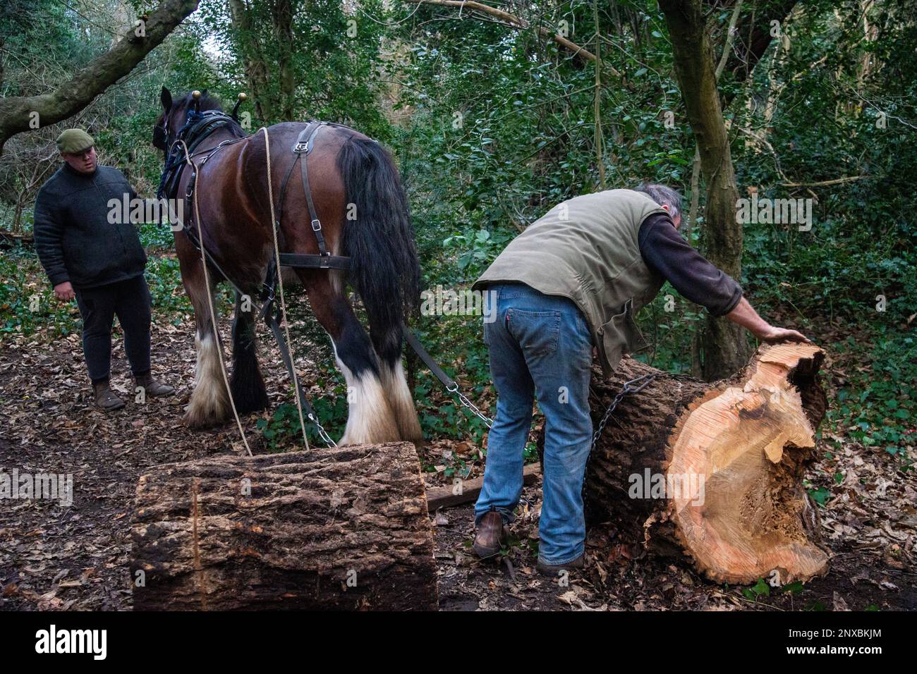 William the shire horse hi-res stock photography and images - Alamy