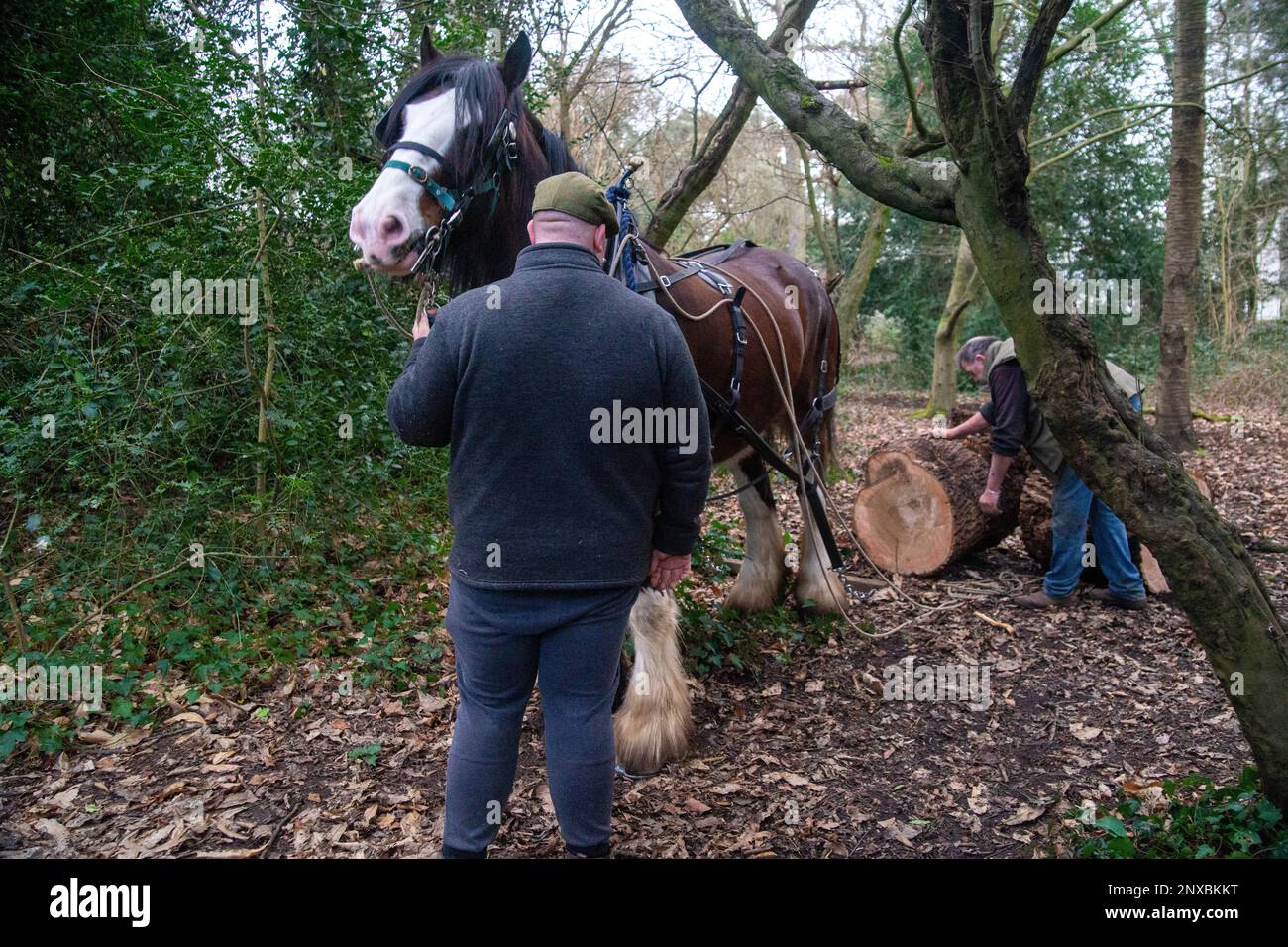 London, UK. 1st Mar, 2021. Shire Horse helps clear Chiswick's ...