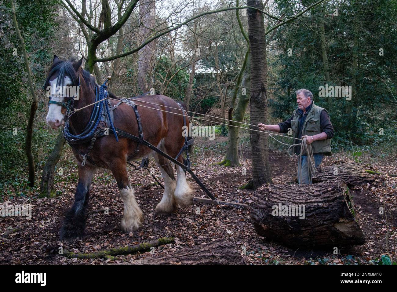 London, UK. 1st Mar, 2021. Shire Horse helps clear Chiswick's ...