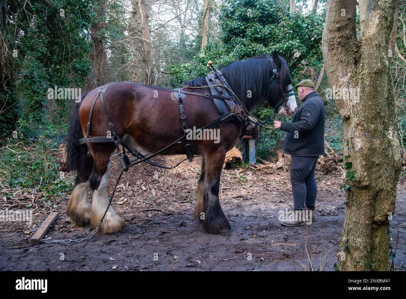 Long reining horse hi-res stock photography and images - Alamy