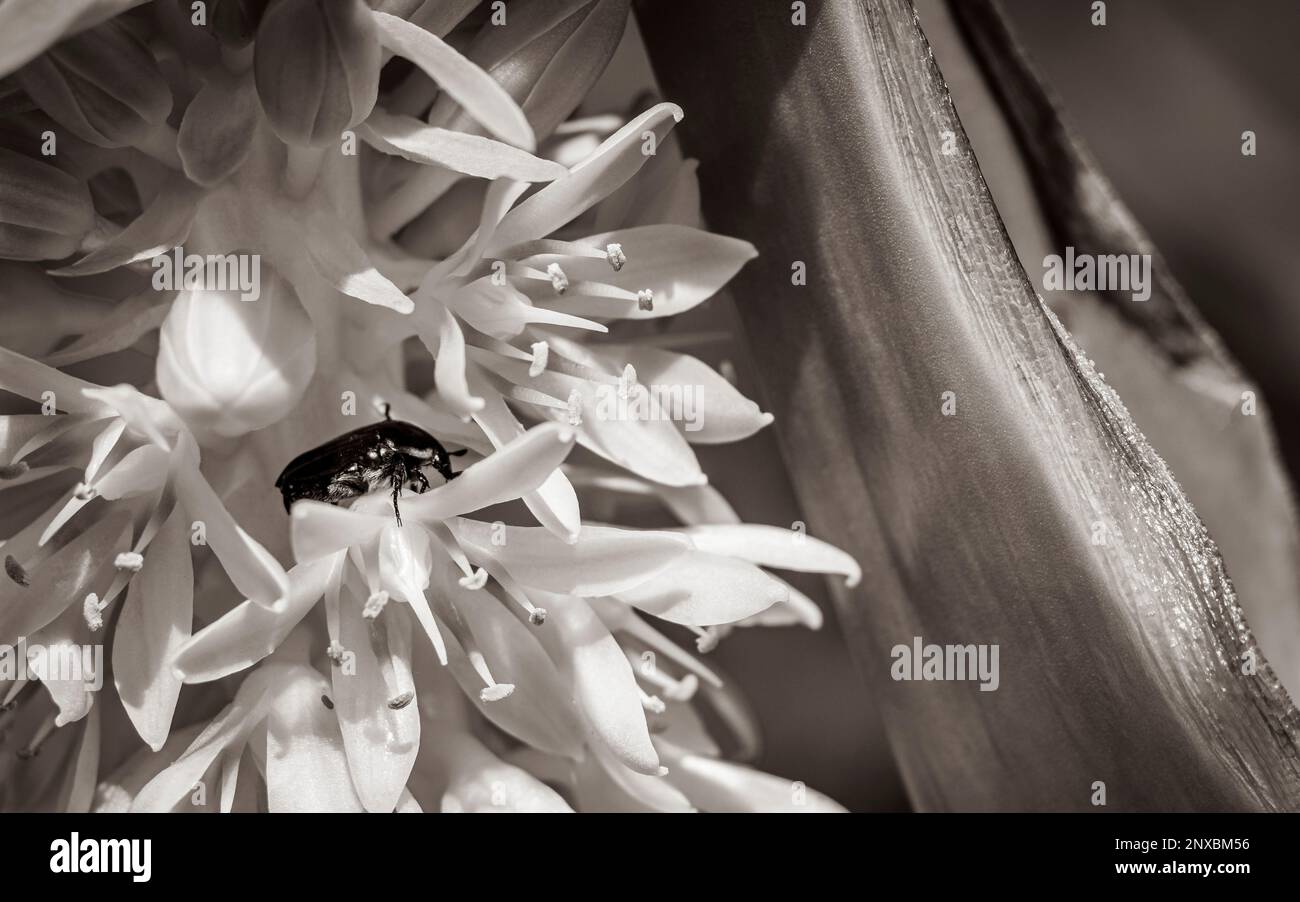 Black African beetle in yellow flowers bloom in Cape Town Stock Photo ...