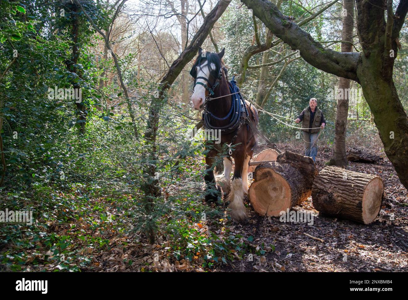 Long reining horse hi-res stock photography and images - Alamy
