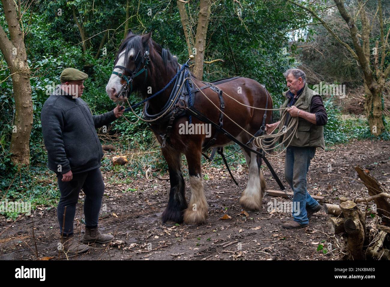 London, UK. 1st Mar, 2021. Shire Horse helps clear Chiswick's ...
