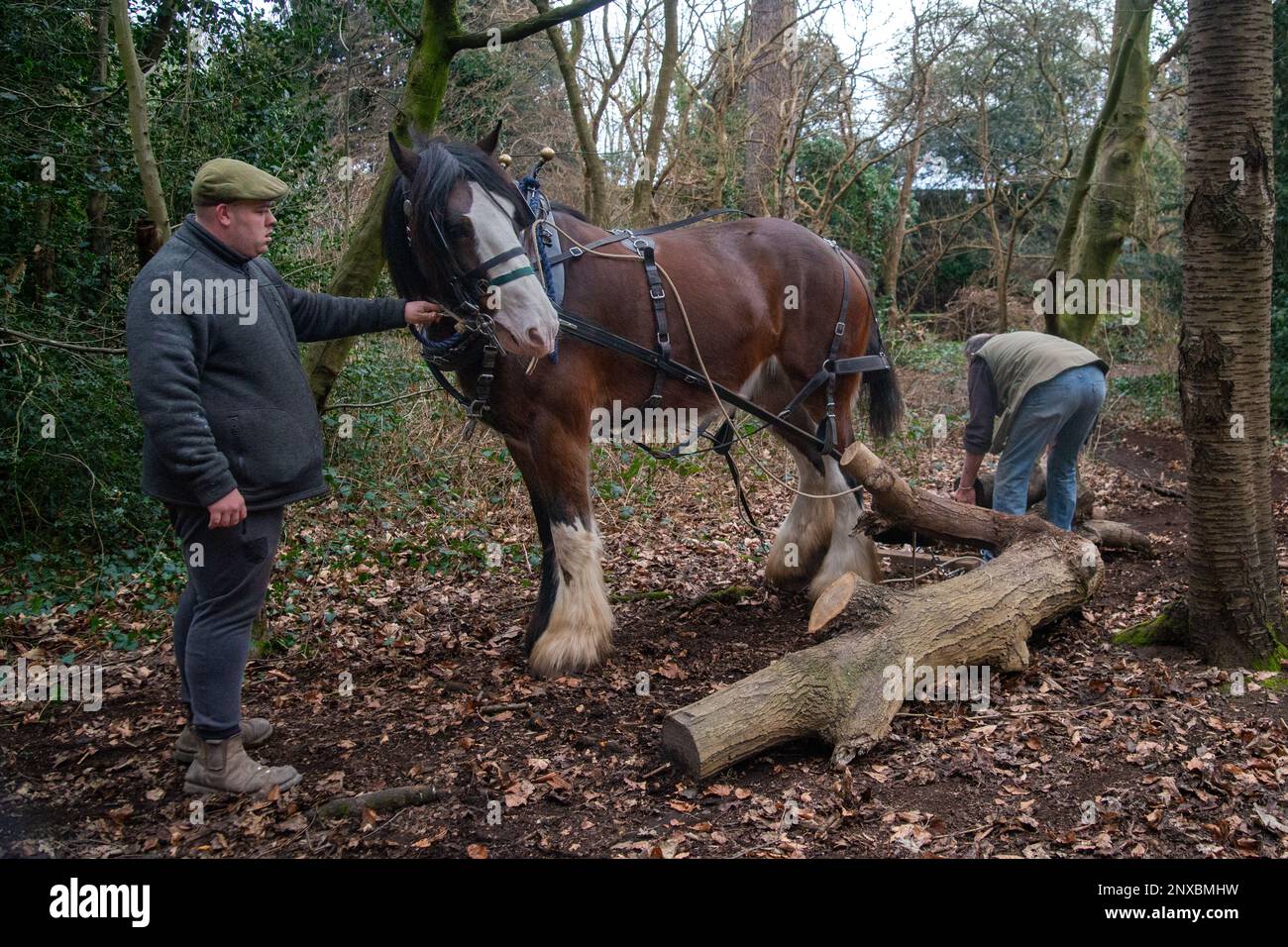 William the shire horse hi-res stock photography and images - Alamy