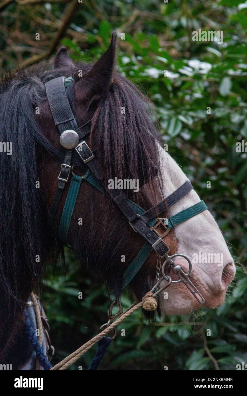 London, UK. 1st Mar, 2021. Shire Horse helps clear Chiswick's ...