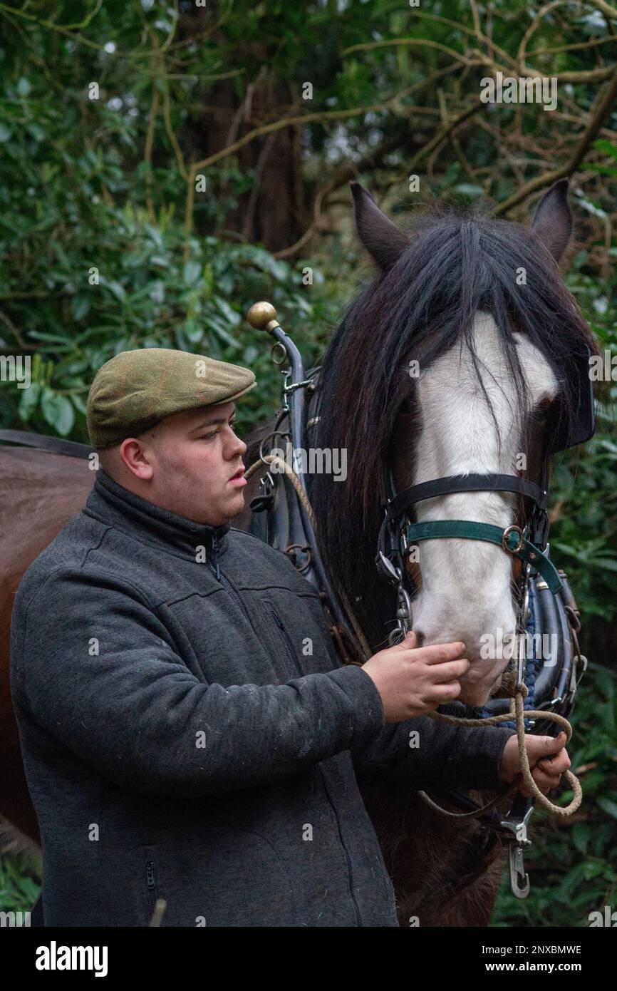 London, UK. 1st Mar, 2021. Shire Horse helps clear Chiswick's ...