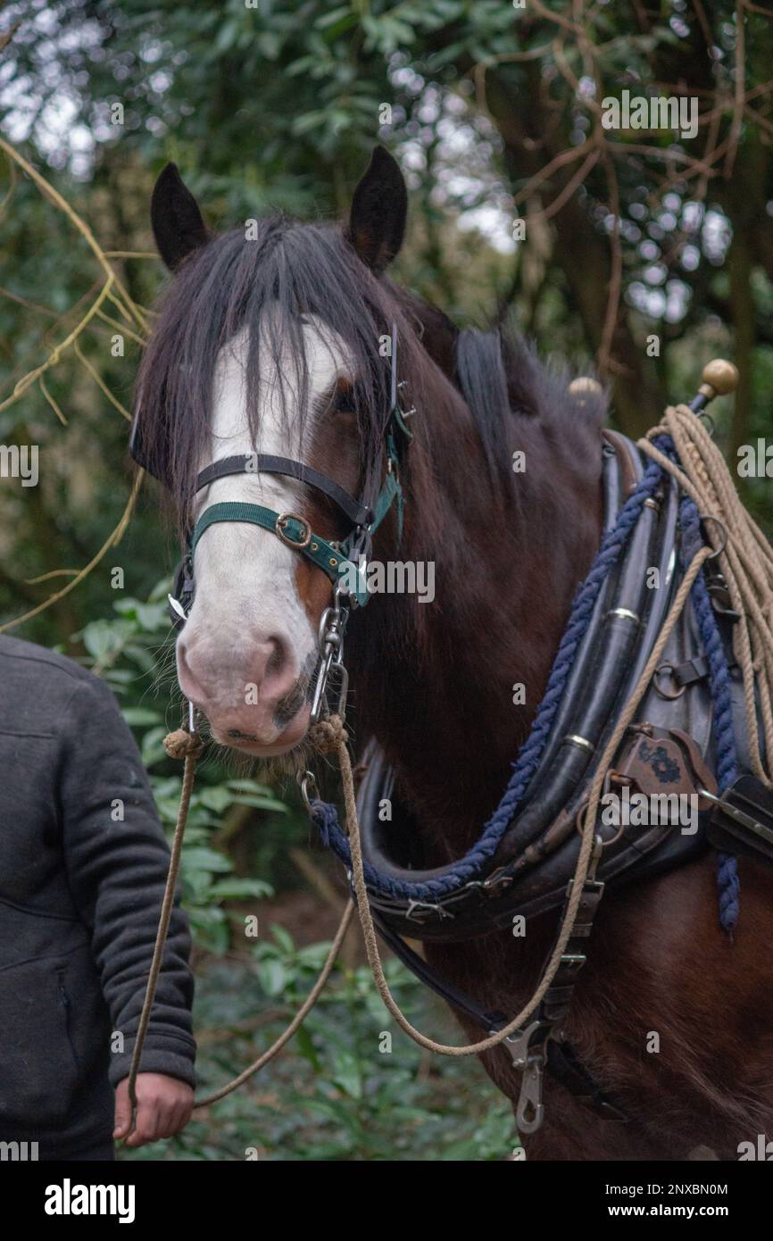 London, UK. 1st Mar, 2021. Shire Horse helps clear Chiswick's ...