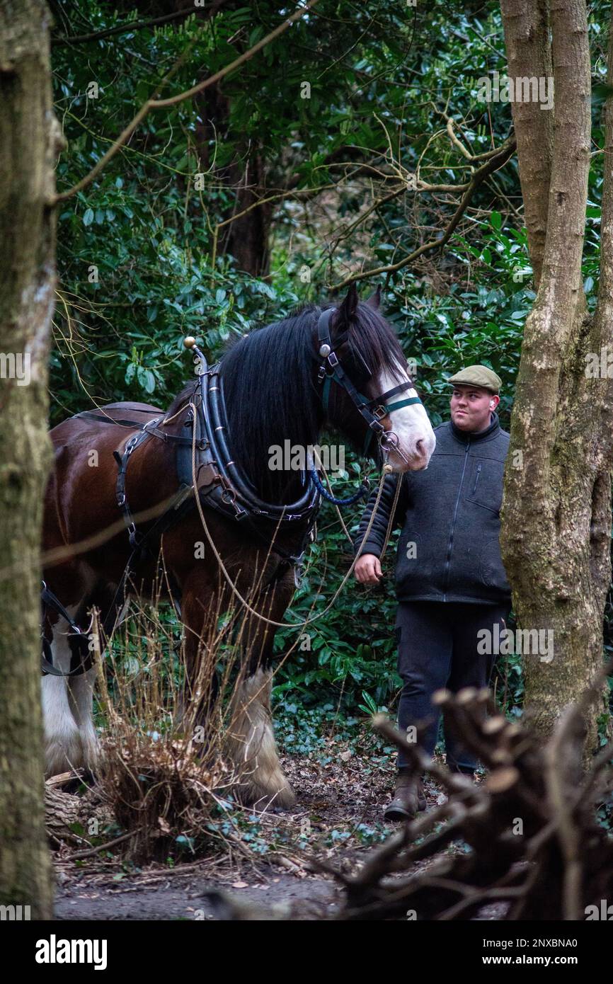 London, UK. 1st Mar, 2021. Shire Horse helps clear Chiswick's ...