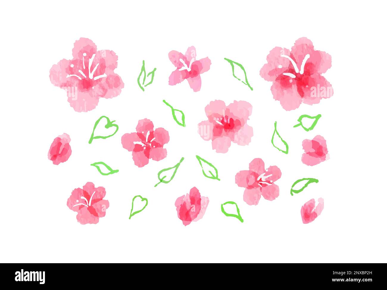 Watercolor sakura blossom, cherry flowers and leaves Stock Vector Image ...