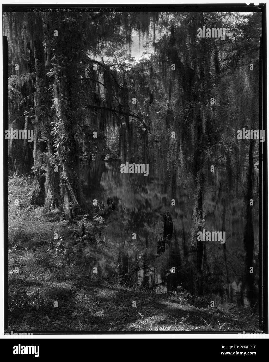 Middleton Place, Ashley River vic., Dorchester County, South Carolina ...