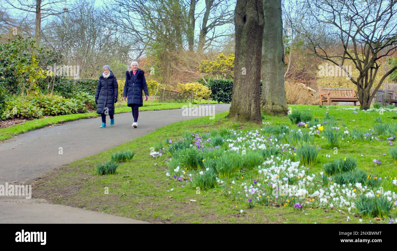 1st crocuses hi-res stock photography and images - Alamy