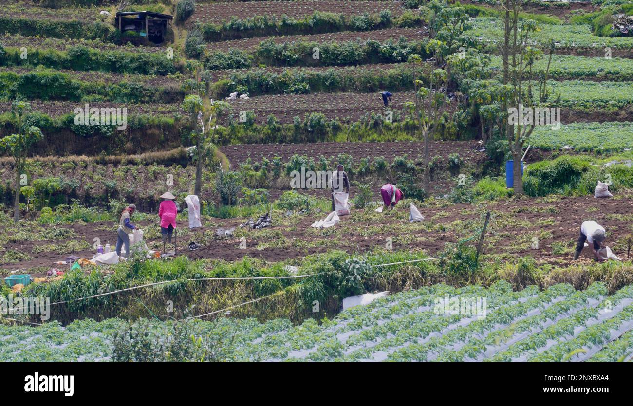 Plants growing mountainous areas hi-res stock photography and images ...