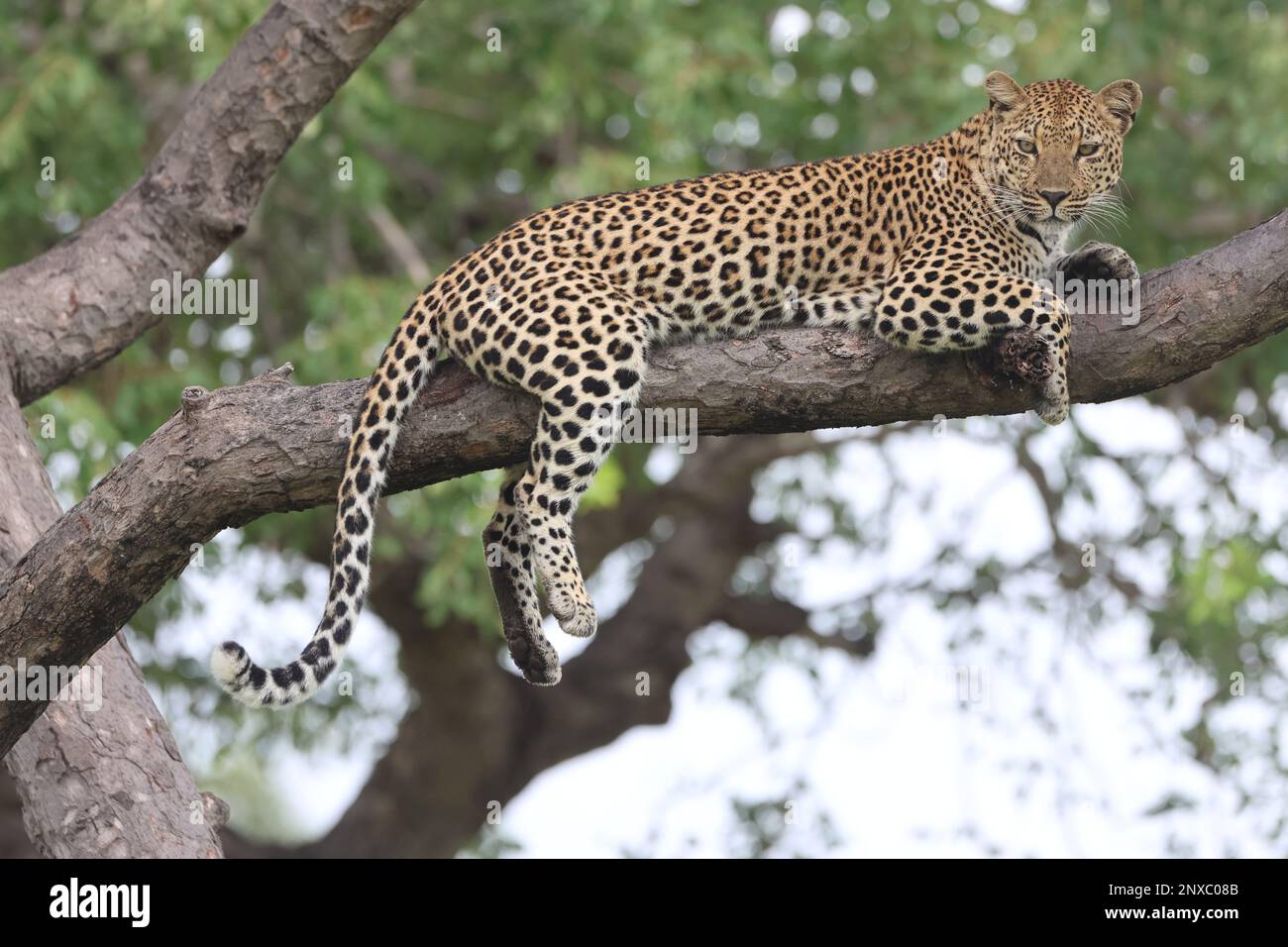 Leopard in prime hi-res stock photography and images - Alamy