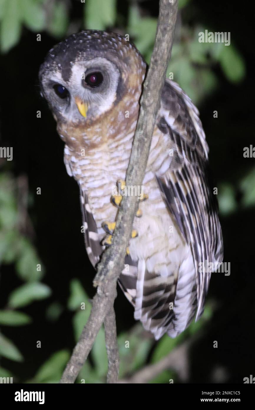 AFRICAN WOOD OWL Stock Photo - Alamy