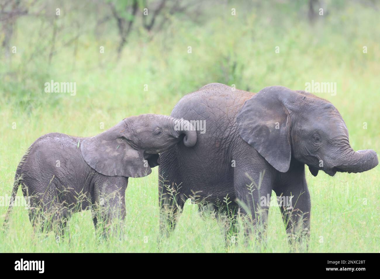 baby elephants playing with trunk Stock Photo - Alamy