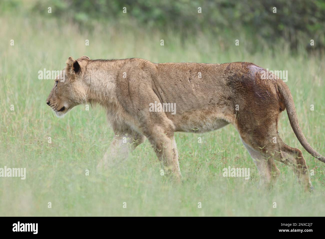 African lions are relatives of leopards and jaguars hi-res stock ...