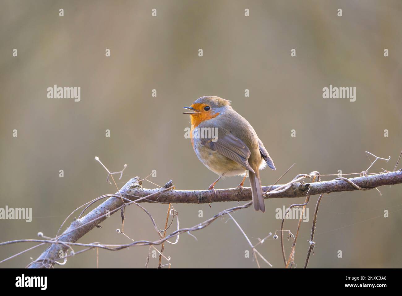 Side view of a wild, UK robin bird (Erithacus rubecula) isolated ...