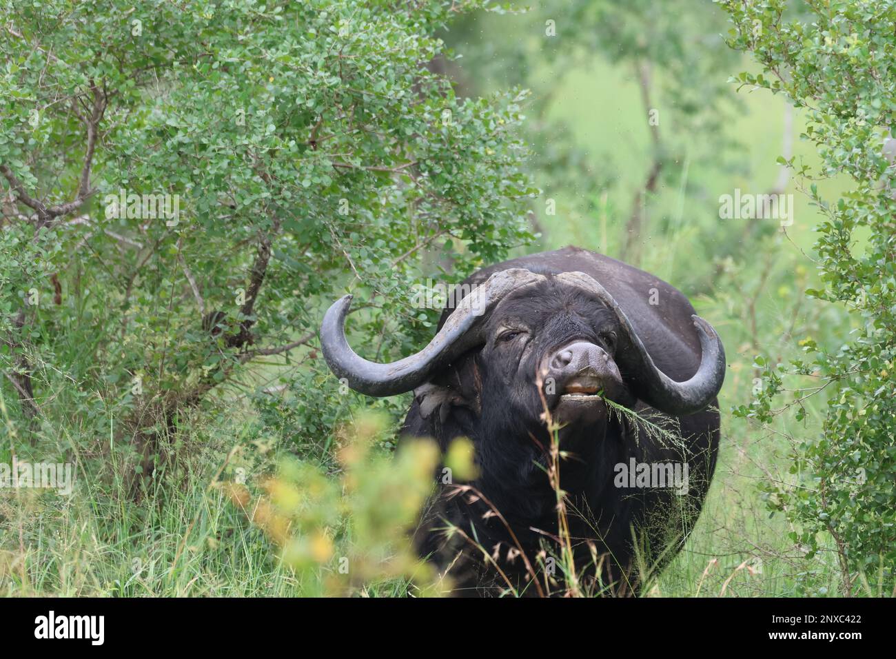 Old male cape buffalo hi-res stock photography and images - Alamy