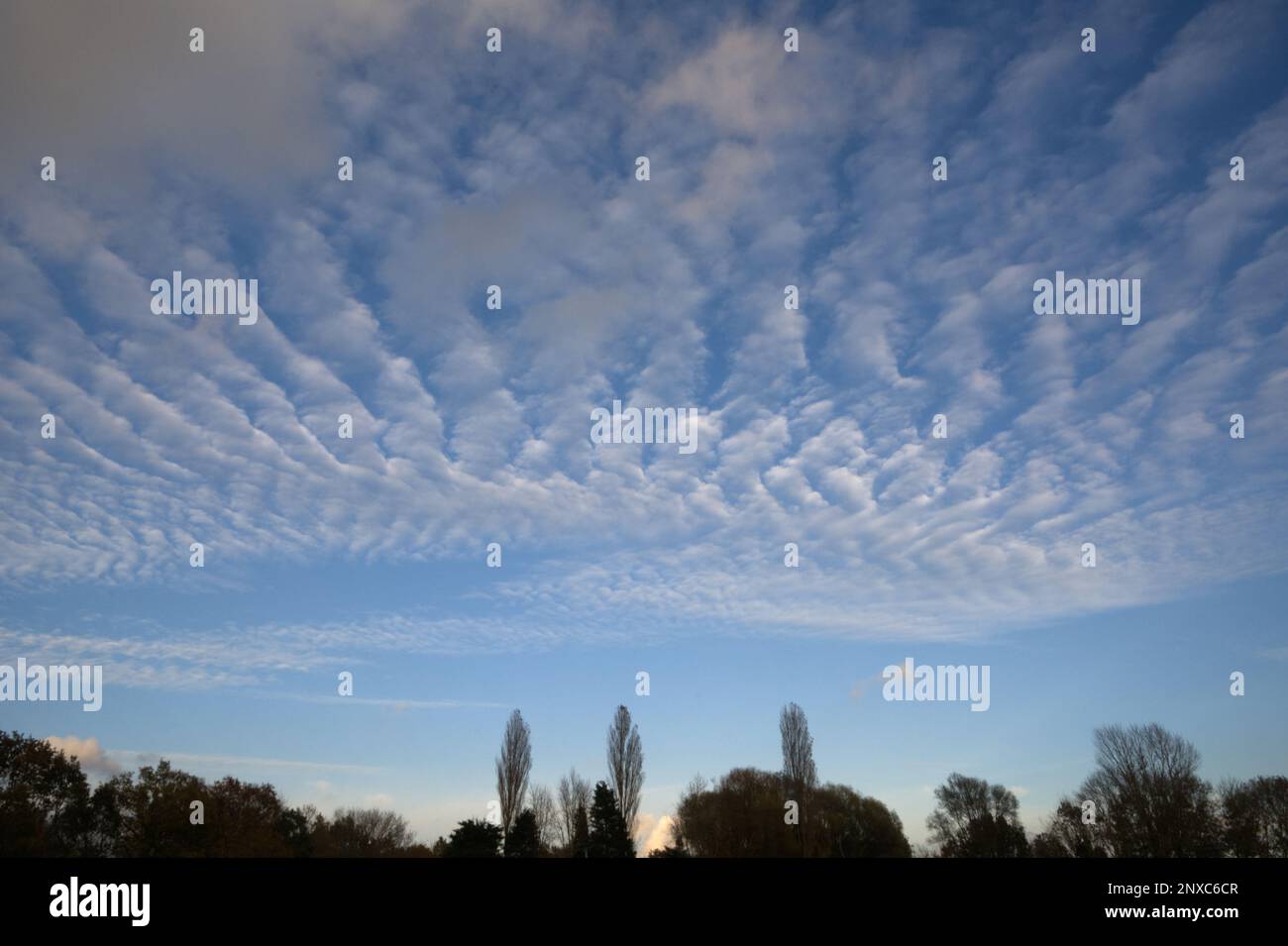 Low altocumulus or high stratocumulus clouds above a field in Norfolk, East Anglia, England, UK ...