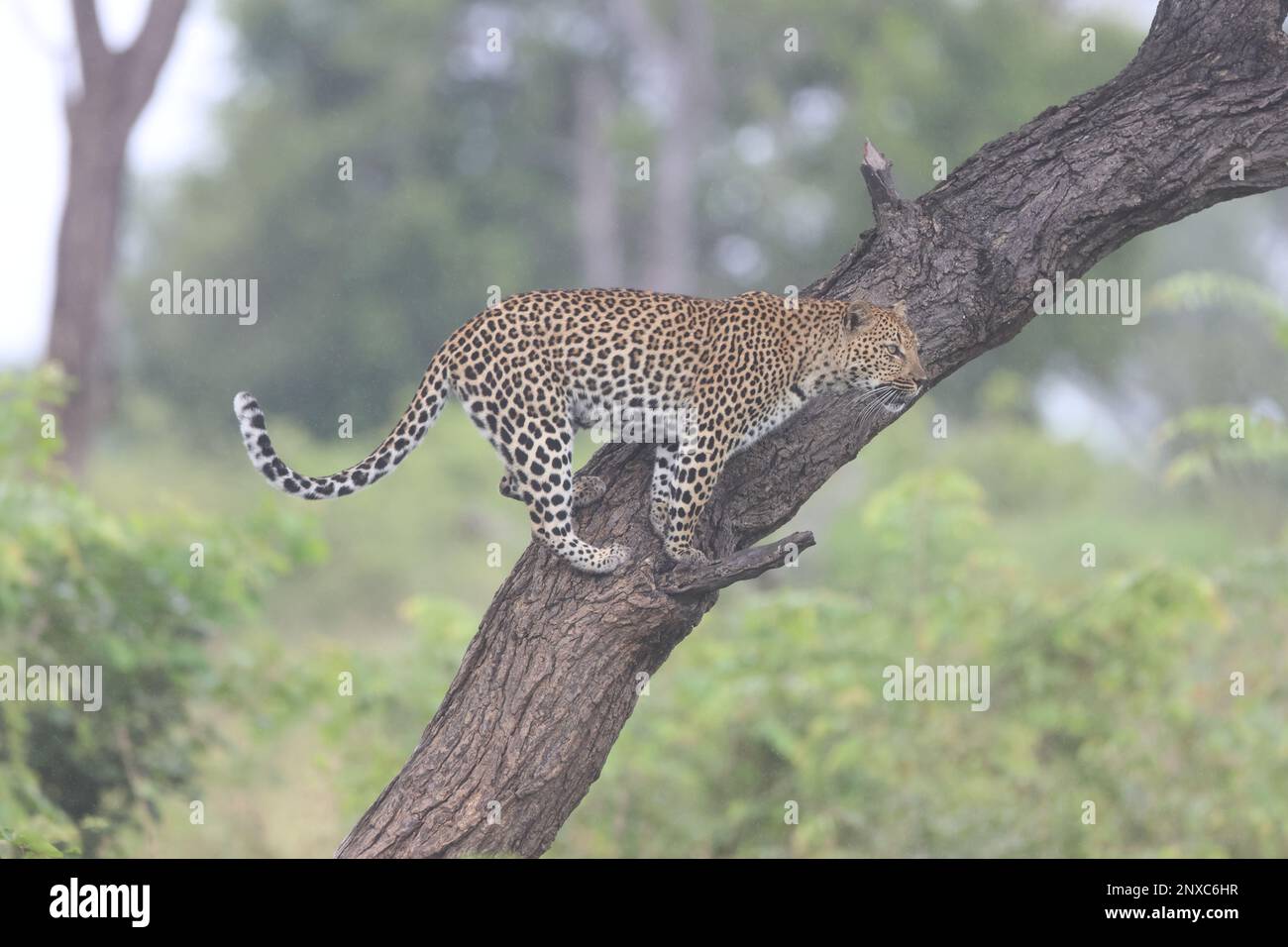 LEOPARD IN TREE Stock Photo - Alamy