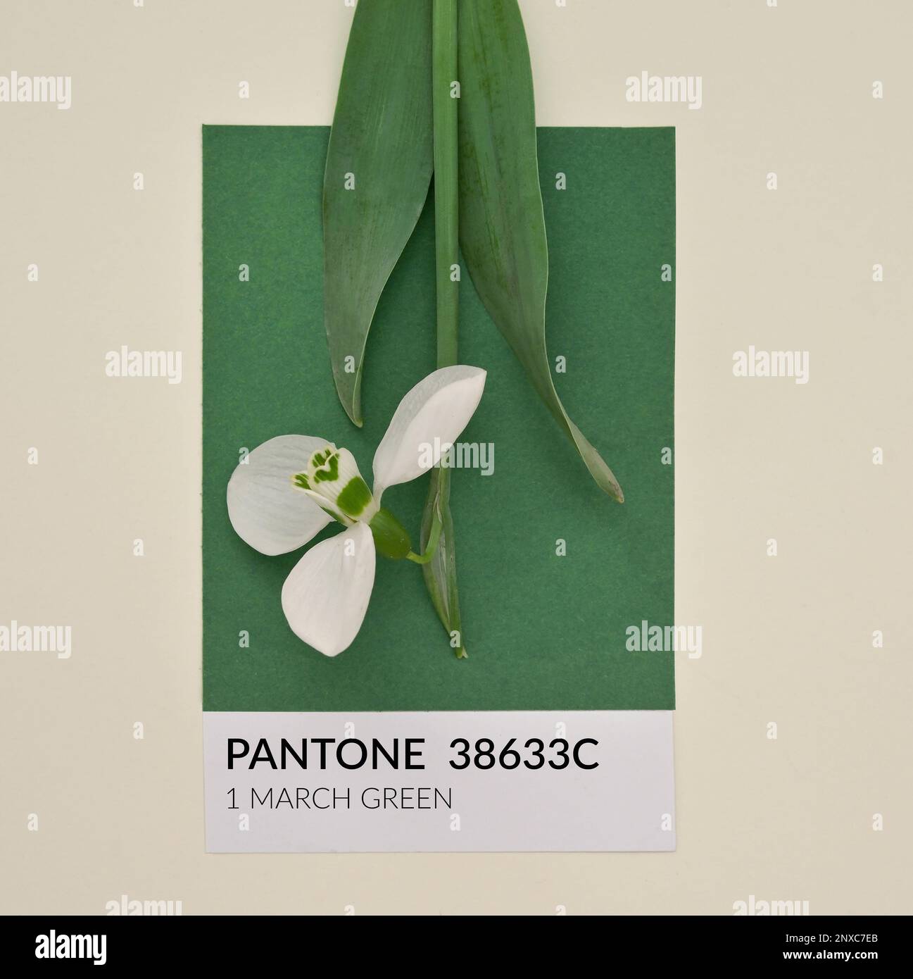 Pantone green hi-res stock photography and images - Alamy