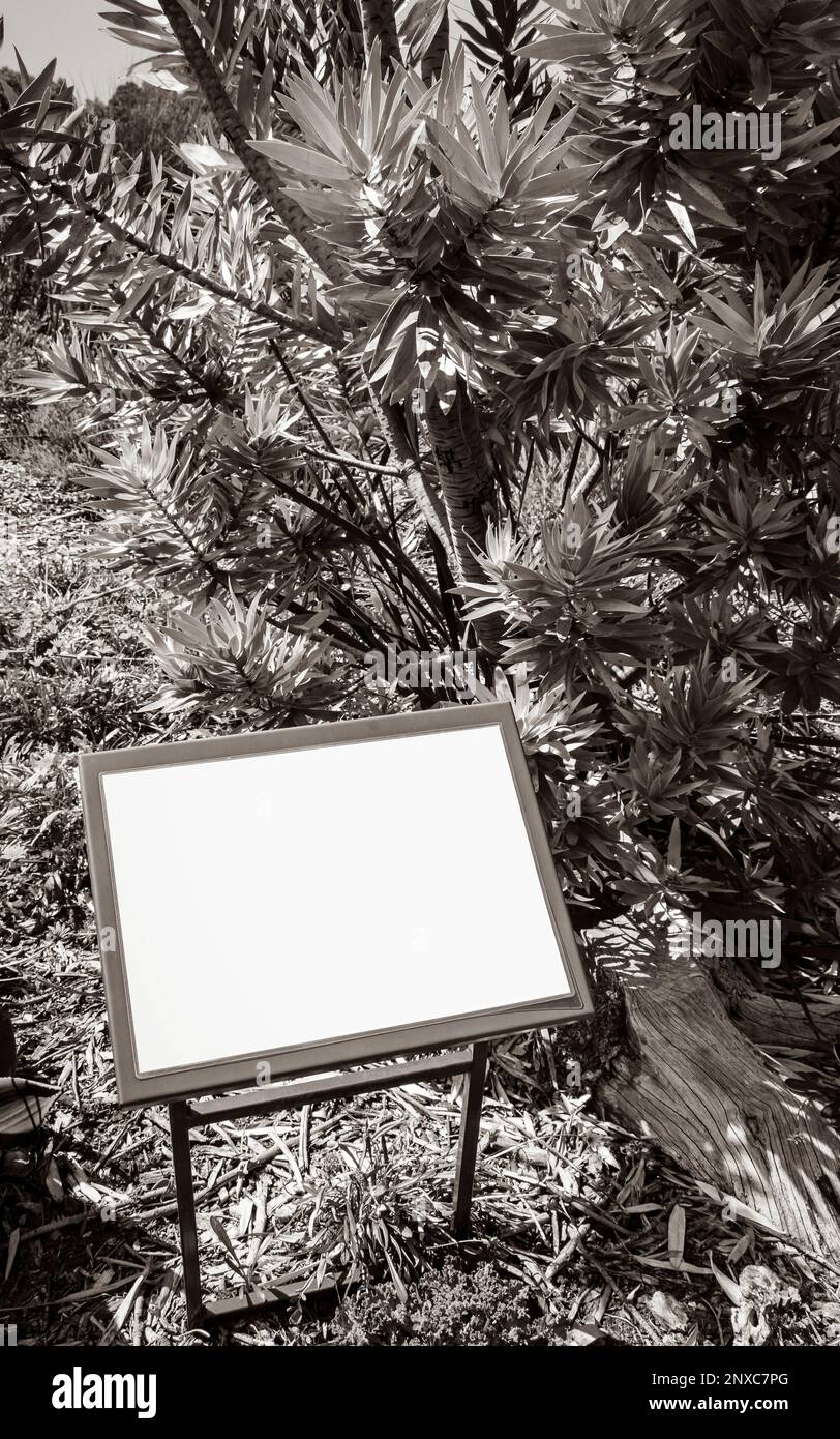 The silver tree Leucadendron argenteum green turquoise empty blank sign ...