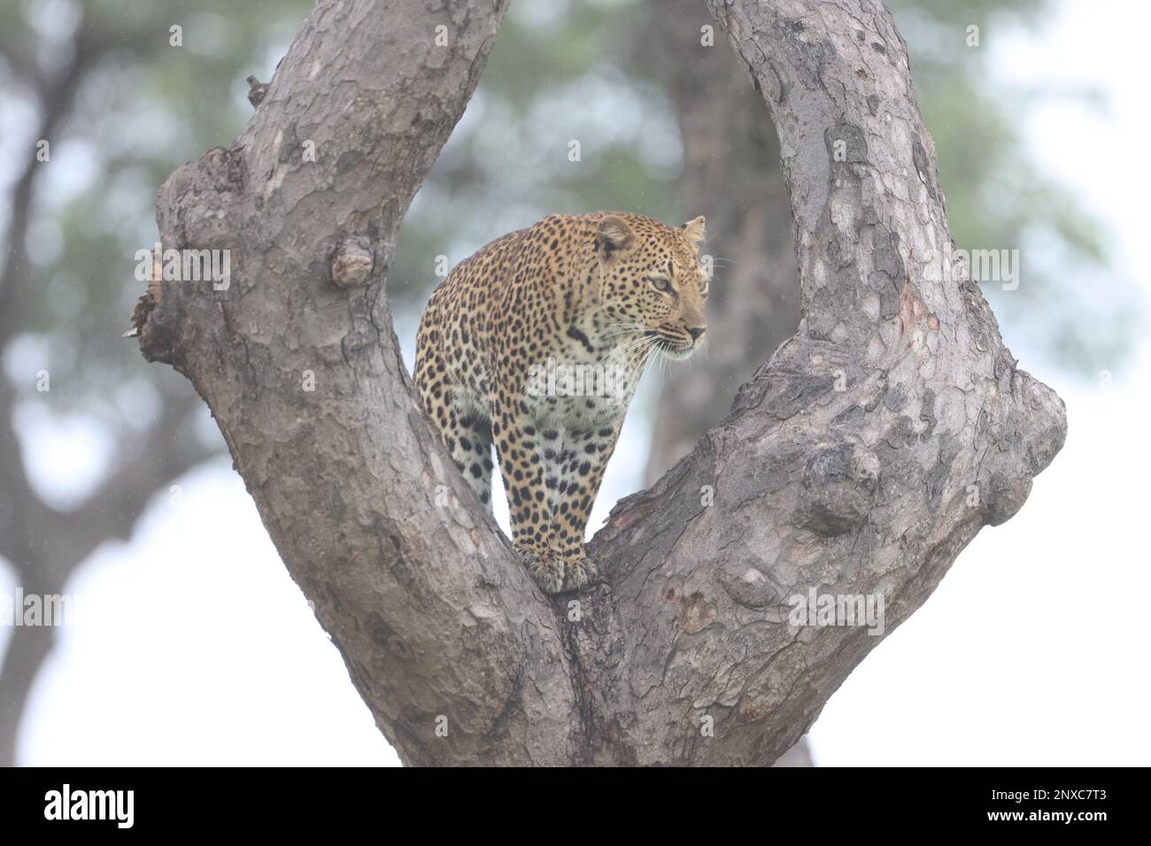 Leopard in prime hi-res stock photography and images - Alamy