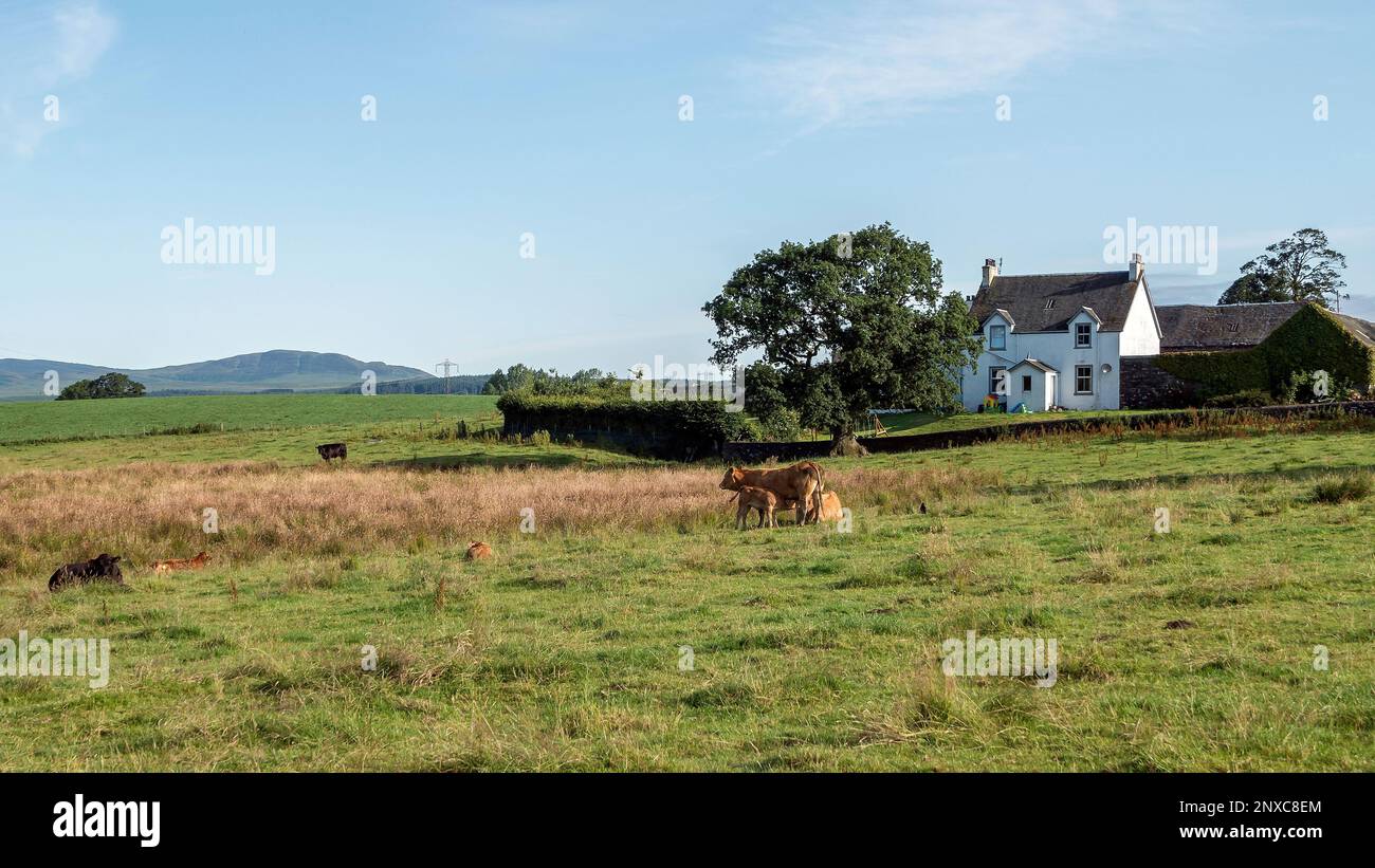 Pastoral scene of a farm with farmhouse and cows in a field, from the ...