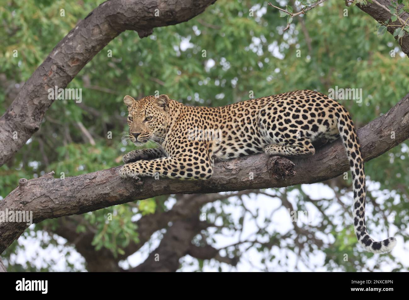 LEOPARD IN TREE Stock Photo - Alamy